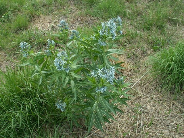 Amsonia illustris Ozark Shining Bluestar 30 US seeds