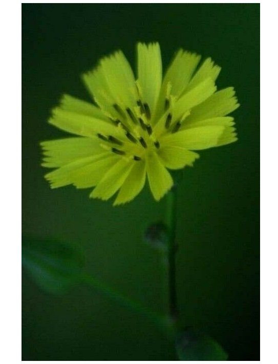 50 US seeds Asiatic Hawksbeard