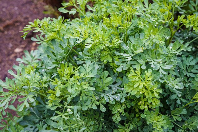 Common Rue Medicinal Herb Garden Ruta graveolens 100 US Seeds