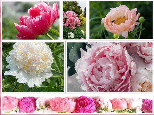 10 US Seeds Peony Mix Paeonia suffruticosa Tree Bush Flower