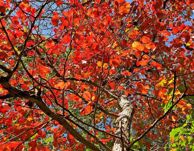10 US Seeds Wildfire Black Tupelo Tree Nyssa sylvatica