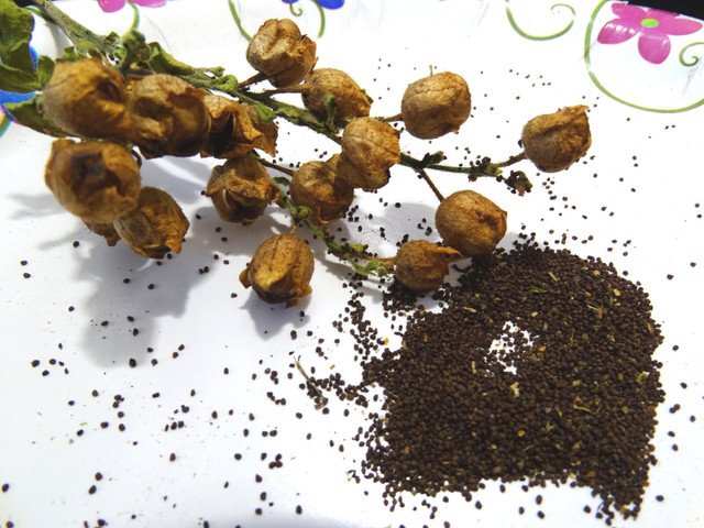 3000 US seeds NICOTIANA RUSTICA Mapacho Aztec Makhorka