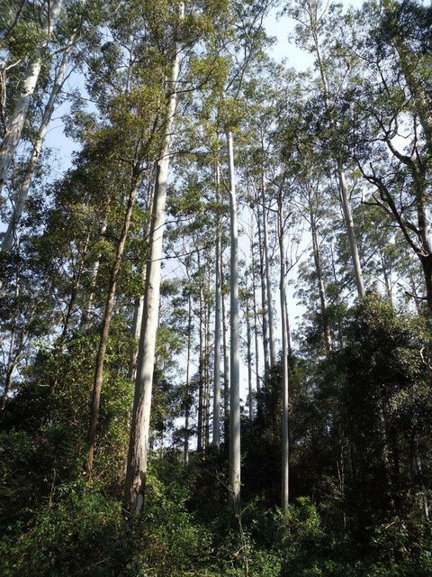 50 AU Seeds Flooded or Rose Gum Eucalyptus grandis