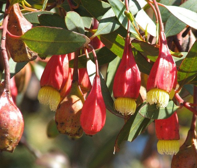 50 AU Seeds Fuchsia Gum Eucalyptus Forrestiana