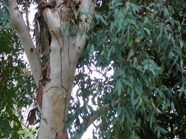 Red River Gum Eucalyptus camaldulensis 50 AU Seeds