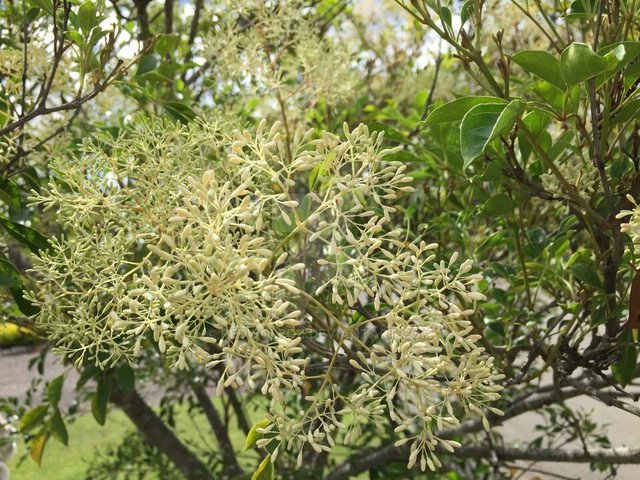 Himalayan Ash Fraxinus Griffithii 100 Seeds Fresh