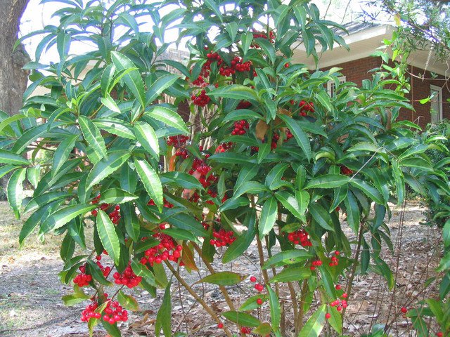 20 AU Seeds Coral Ardisia humilis