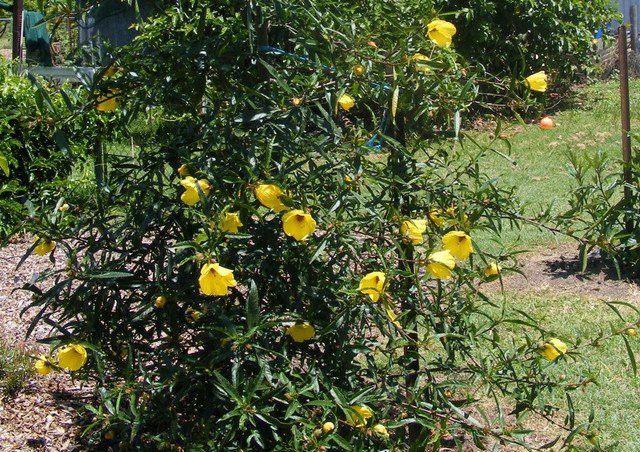 Hibiscus heterophllus Native rosella 10 AU Seeds