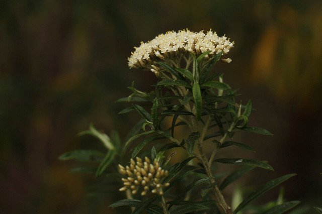 50 AU Seeds Shiny Cassinia longifolia