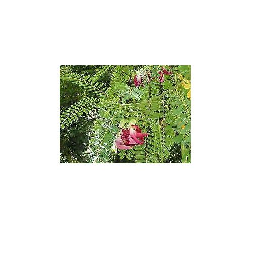 Sesbania grandiflora Hummingbird Tree 10 AU seeds