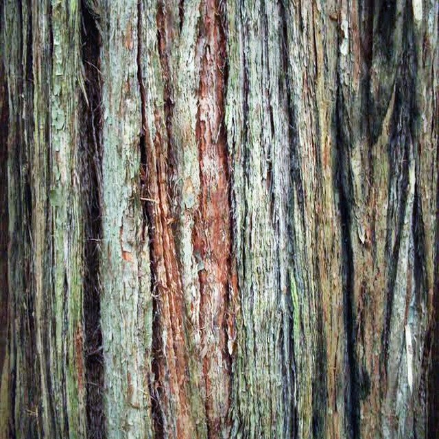 200 AU SEEDS TURPENTINE TREE SYNCARPIA GLOMULIFERA SCENTED FLOWERING ...