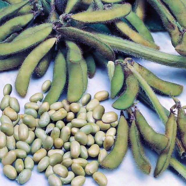 SOYA BEAN VEGETABLE GLYCINE MAX HEIRLOOM EDAMAME HIGH YIELD 50 AU SEEDS