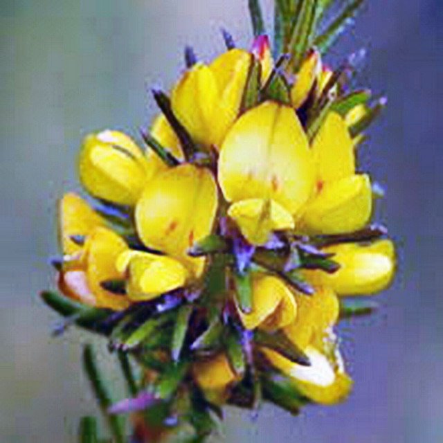 45 AU SEEDS YELLOW PEA FLOWER PHYLLOTA PHYLICOIDES NATIVE FLOWERING SHRUB