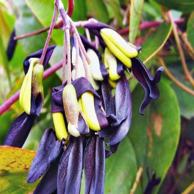 BLACK KENNEDIA 10 AU SEEDS KENNEDIA NIGRICANS CLIMBER FLOWERING
