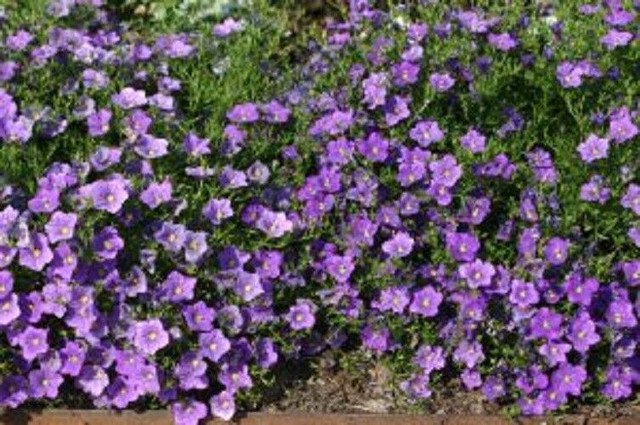 150 AU SEEDS NIEREMBERGIA PURPLE ROBE FLOWER