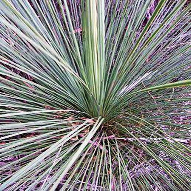GRASS TREE XANTHORRHOEA RESINOSA NATIVE 10 AU SEEDS