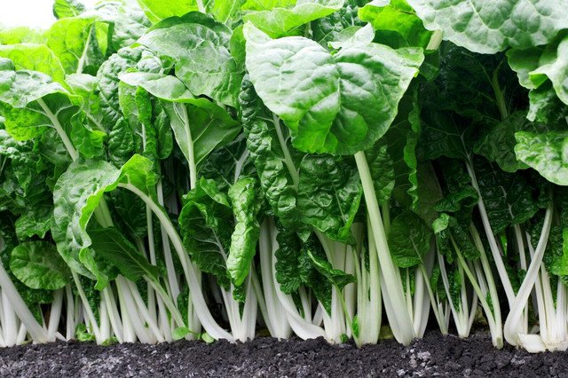 SILVERBEET 50 AU SEEDS FORDHOOK LARGE GIANT LEAVES VEGETABLE