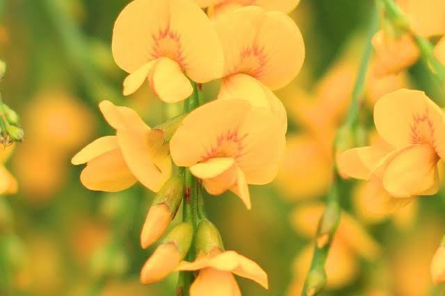 GOLDEN SPRAY VIMINERIA JUNCEA NATIVE WEEPING SHRUB FLOWERING 20 AU SEEDS
