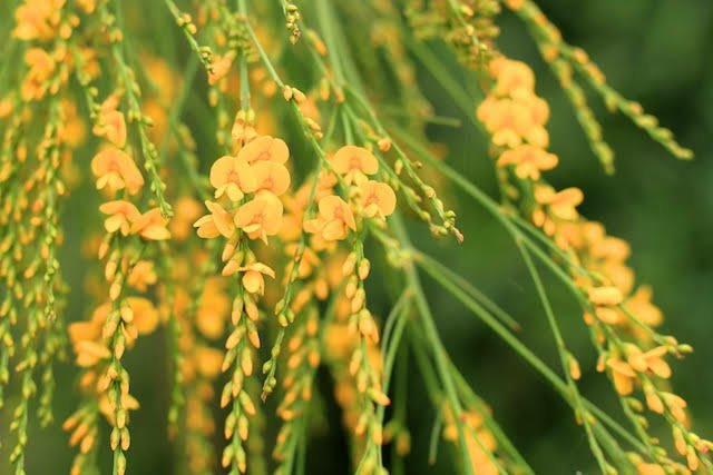 GOLDEN SPRAY VIMINERIA JUNCEA NATIVE WEEPING SHRUB FLOWERING 20 AU SEEDS