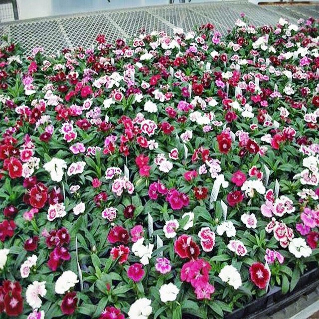 SWEET WILLIAM WEE WILLIE FLOWER DWARF VARIETY 90 AU SEEDS