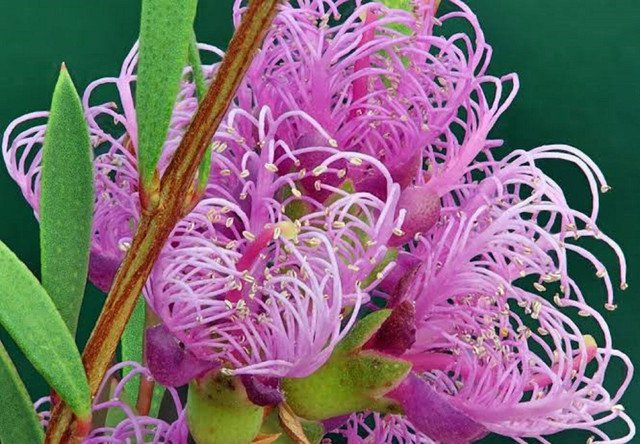12500 AU SEEDS HONEY MYRTLE NATIVE FLOWERING SHRUB MELALEUCA THYMIFOLIA
