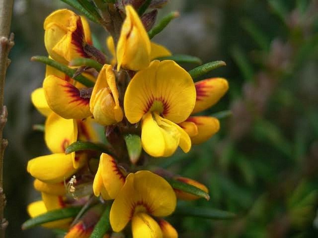 COMMON AOTUS AOTUS ERICOIDES NATIVE FLOWERING SHRUB 80 AU SEEDS