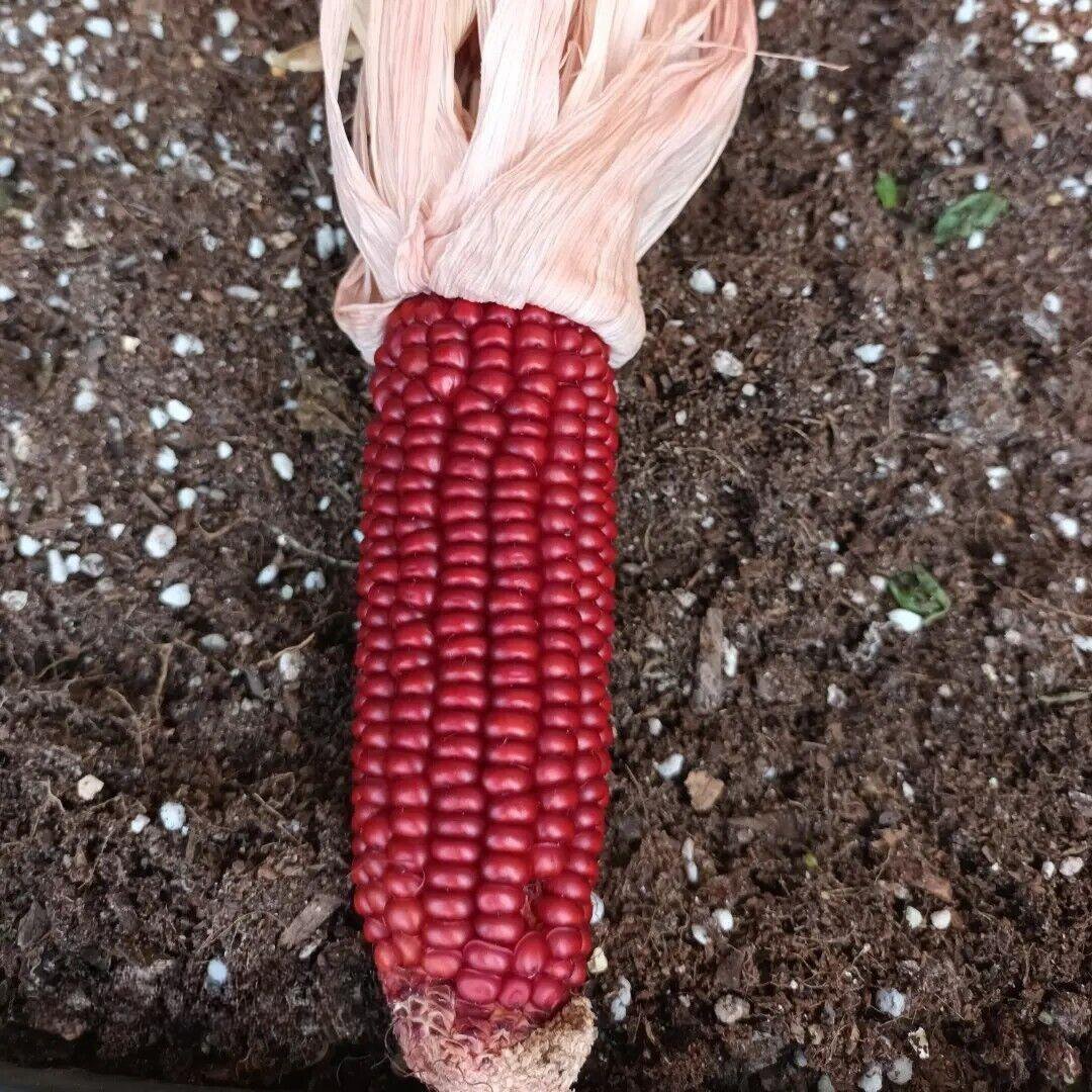 Red Corn Aztec 30 AU Seeds