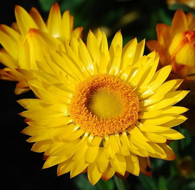 250 AU Seeds Everlasting Daisy XEROCHRYSUM Helichrysum bracteatum Mixed ...