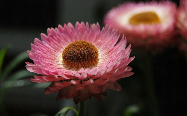 Everlasting Paper Daisy 2000 AU Seeds Helichrysum XEROCHRYSUM ...