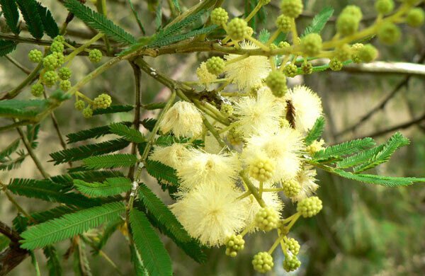 15 AU Seeds Acacia parramattensis Parramatta Green Wattle