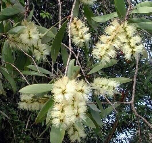 100 AU Seeds Broad Leafed Paper Bark Punk Tree Melaleuca Quinquenervia