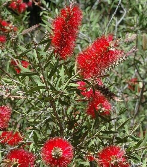 1000 US Seeds CRIMSON BOTTLEBRUSH Callistemon Citrinus Tasmanian Grown