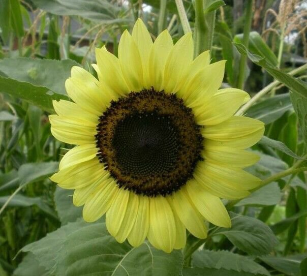 Lemon Rush F1 Hybrid Sunflower 10 AU Seeds easy to grow