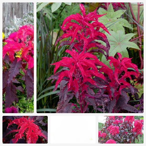 200 AU Seeds Amaranthus Tricolor Early Splendor josephs coat