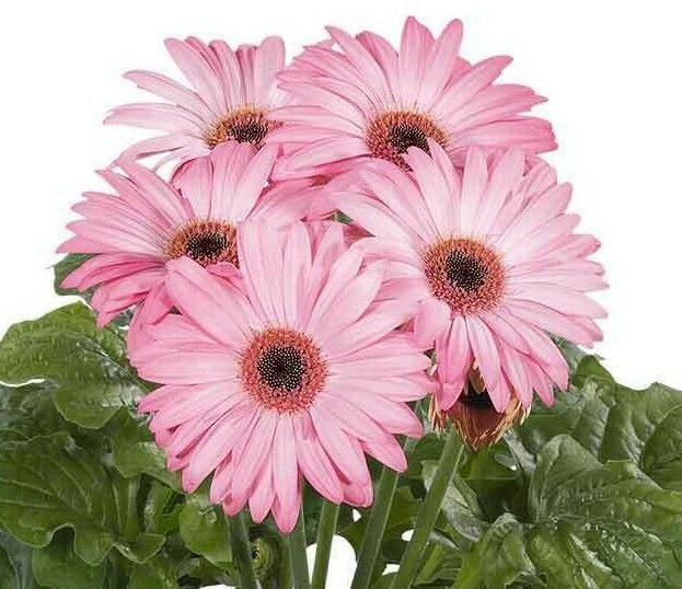 Gerbera Flori Line Maxi Light Pink Premium 10 AU Seeds Florist Cut Flowers