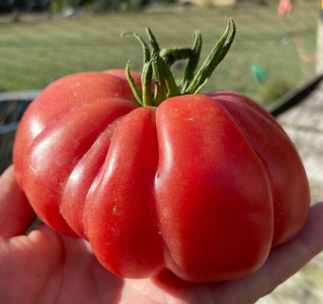 Rare Montserrat TOMATO 15 AU Seeds Tassie Grown Organic Heirloom Tomatoes