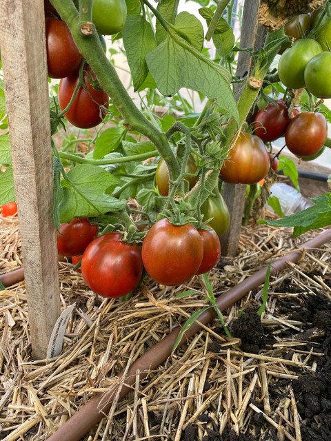 25 AU Seeds Japanese Black Trifele Tomato Best Tasting Heirloom Variety