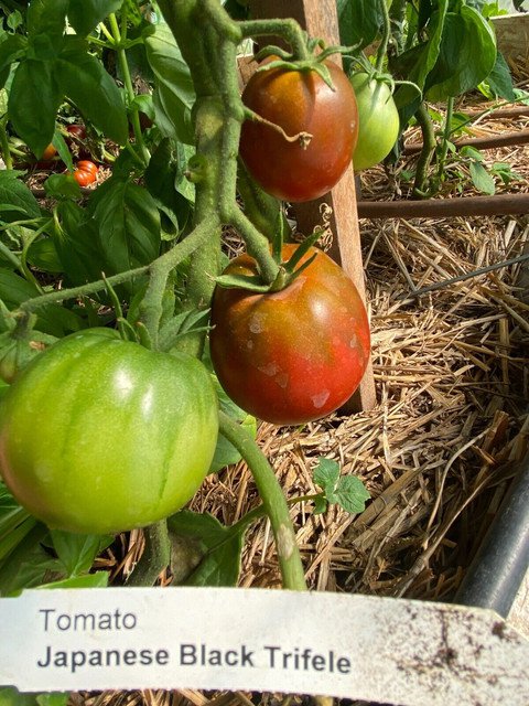 25 AU Seeds Japanese Black Trifele Tomato Best Tasting Heirloom Variety