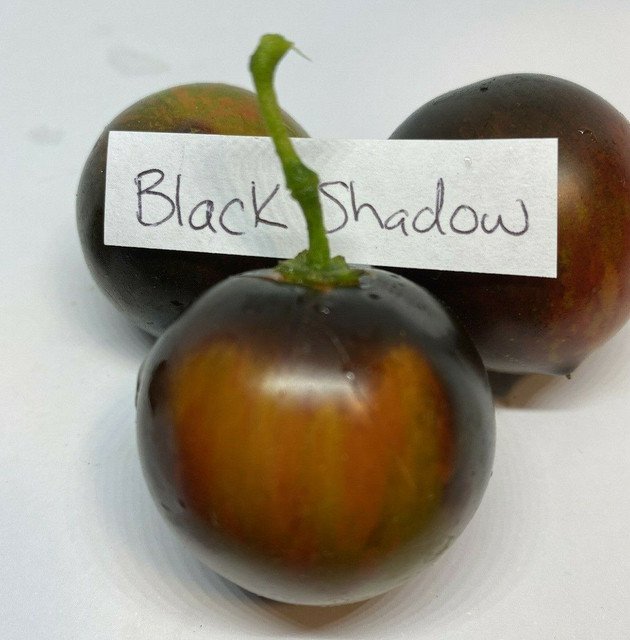 15 AU Seeds Black Shadow Tomato Heirloom Variety Tassie Grown