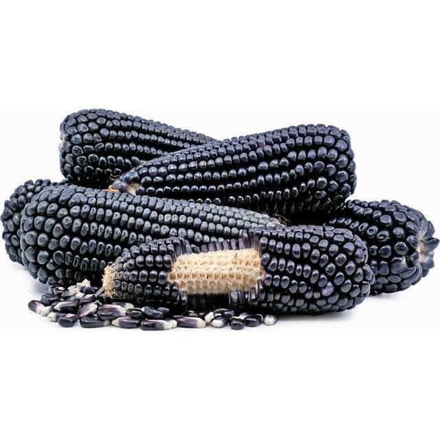 Black CORN Aztec 10 AU Seeds Tasmanian Grown Rare Heirloom Maize and Sweet