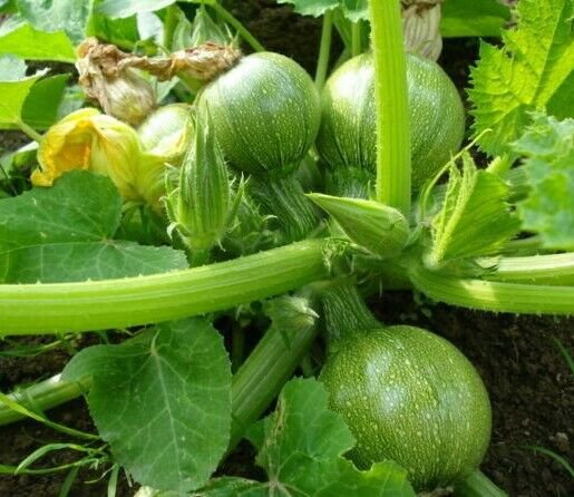 10 AU Seeds ZUCCHINI Ronde De Nice HEIRLOOM Organic BUSH Growing Garden