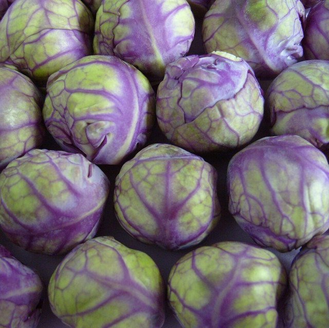 20 AU Seeds Brussel Sprout Red Ball Rare Variety of Brussels Sprouts