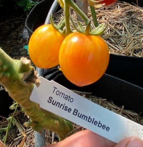 10 AU Seeds TOMATO Sunrise Bumble bee Organic Heirloom Tomatoes ...