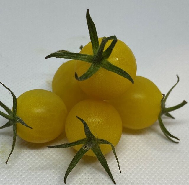 25 AU seeds Cherry TOMATO Lemon Drop Heirloom Veg Organic Yellow Tomatoes