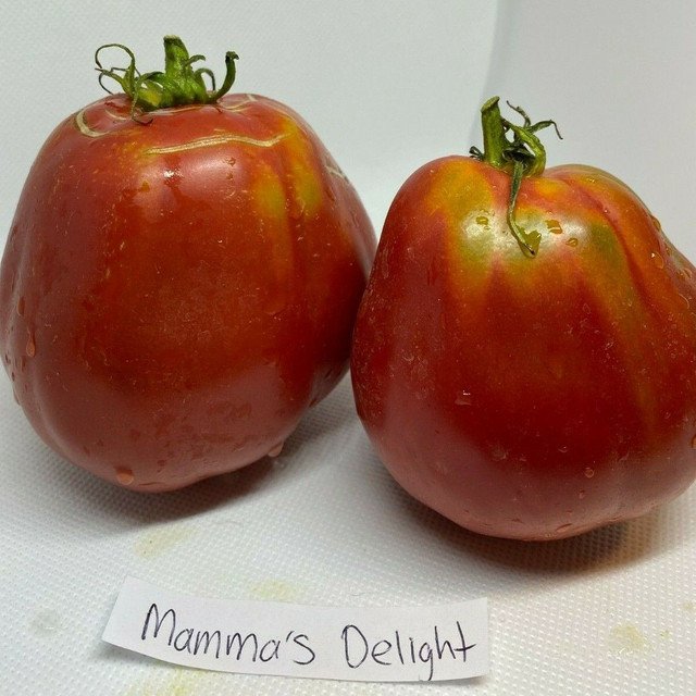 20 AU Seeds Mamma Mia delight TOMATO Tassie Organic Heirloom ...