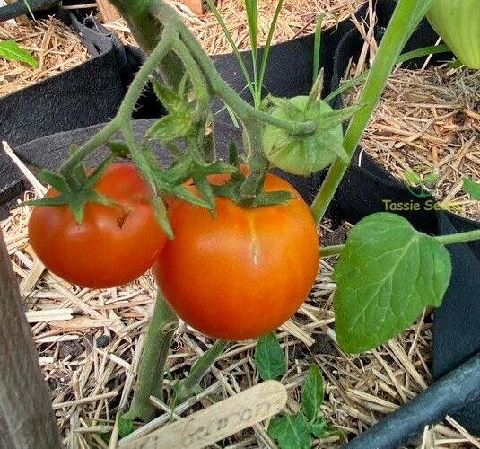 Old German TOMATO 15 AU Seeds Organic Heirloom Tomatoes Tassie Grown
