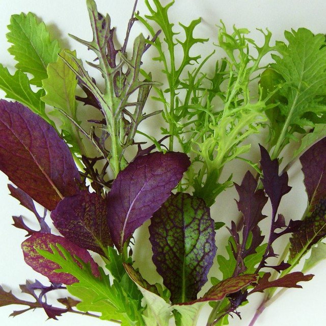 100 AU Seeds Mustard Greens Asian Baby Leaf Mix Cool Season Heirloom ...