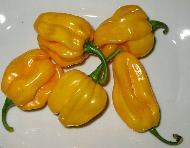 Jamaican Yellow Habanero Pepper 25 US Seeds Mushroom Chile HOT Pepper