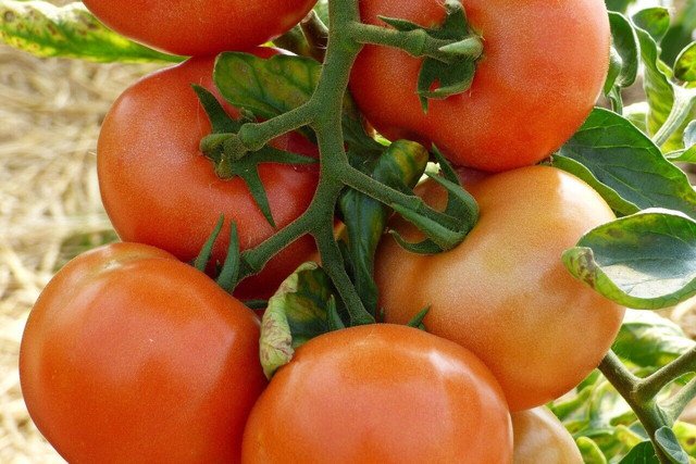 Marglobe Supreme Tomato 100 US Seeds Ct Vegetable HEIRLOOM