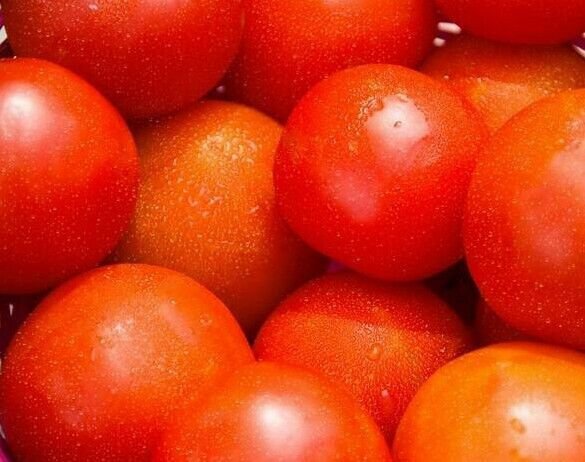 Marglobe Supreme Tomato 100 US Seeds Ct Vegetable HEIRLOOM